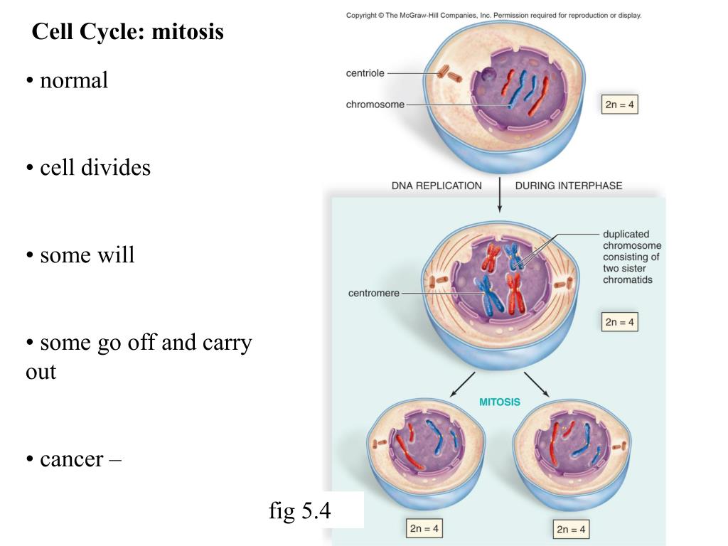 PPT - Mitosis & Meiosis Thurs 10/10/13 PowerPoint Presentation - ID:2032513