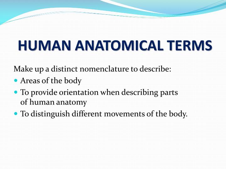 PPT - ANATOMICAL TERMS PowerPoint Presentation - ID:2032605