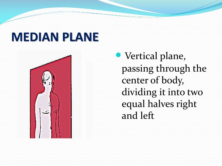 PPT - ANATOMICAL TERMS PowerPoint Presentation - ID:2032605