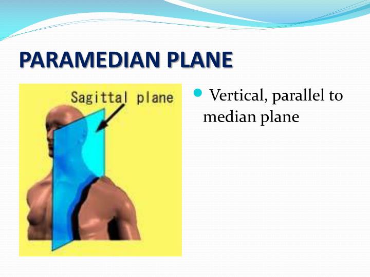 PPT - ANATOMICAL TERMS PowerPoint Presentation - ID:2032605