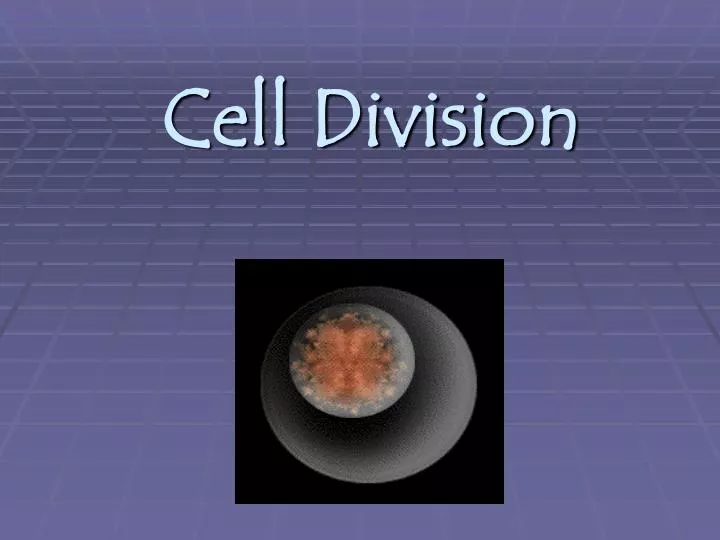PPT - Cell Division PowerPoint Presentation, free download - ID:2032646