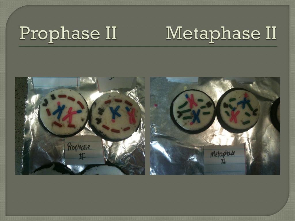 PPT - Meiosis Oreo Cookie Lab Pictures PowerPoint Presentation, free ...