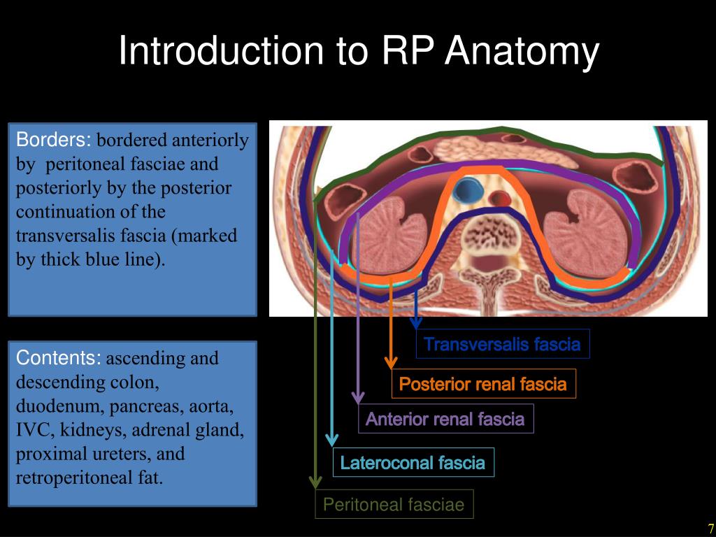 Retroperitoneal Approach To The Abdominal Aorta Tips And Tricks Hot
