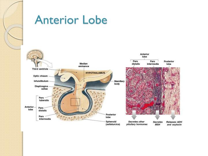 PPT - Chapter 18: The Endocrine System PowerPoint Presentation - ID:2033158