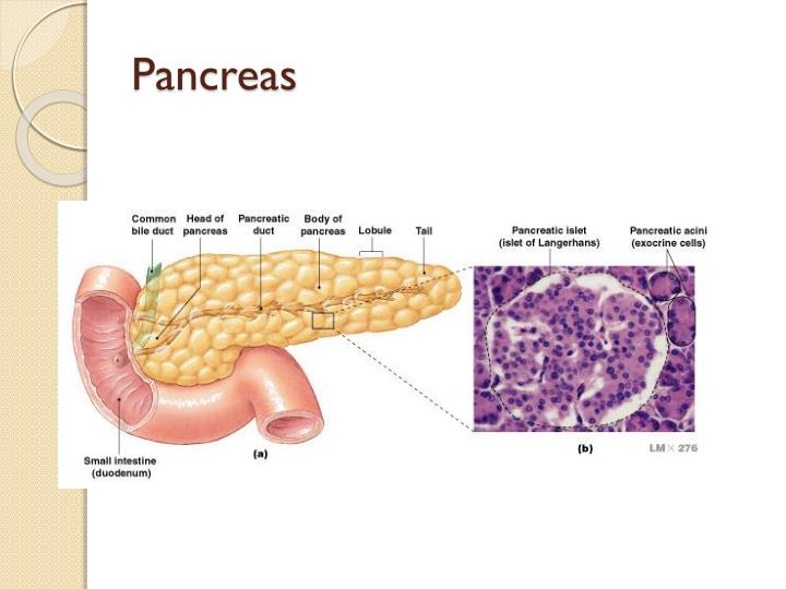 PPT - Chapter 18: The Endocrine System PowerPoint Presentation - ID:2033158