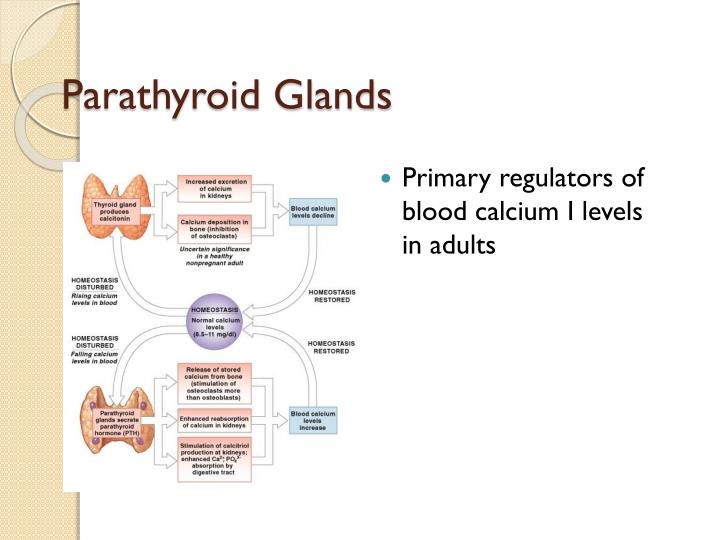 PPT - Chapter 18: The Endocrine System PowerPoint Presentation - ID:2033158