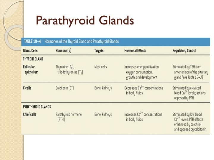 PPT - Chapter 18: The Endocrine System PowerPoint Presentation - ID:2033158