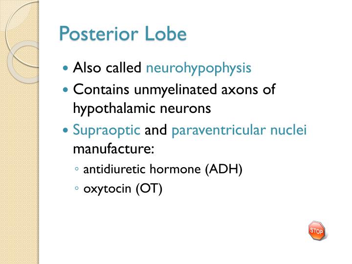 PPT - Chapter 18: The Endocrine System PowerPoint Presentation - ID:2033158