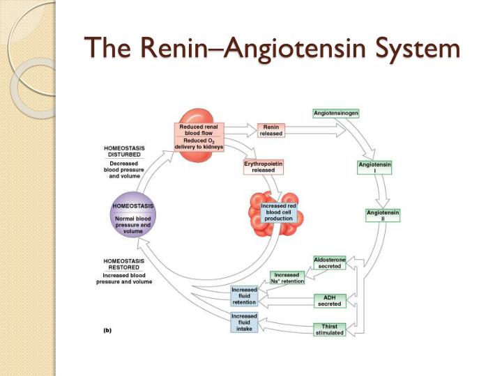 PPT - Chapter 18: The Endocrine System PowerPoint Presentation - ID:2033158