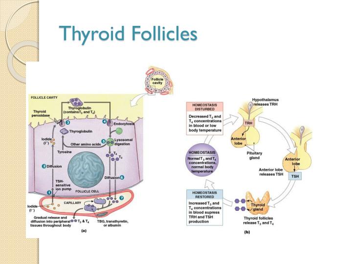 PPT - Chapter 18: The Endocrine System PowerPoint Presentation - ID:2033158
