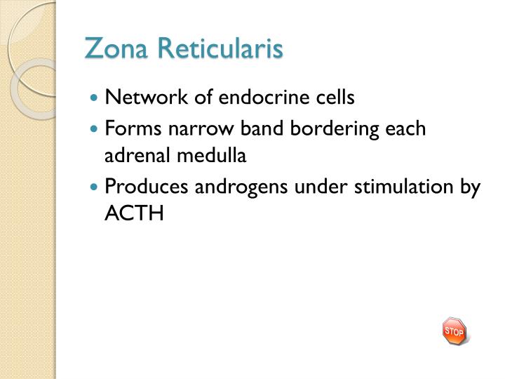 PPT - Chapter 18: The Endocrine System PowerPoint Presentation - ID:2033158