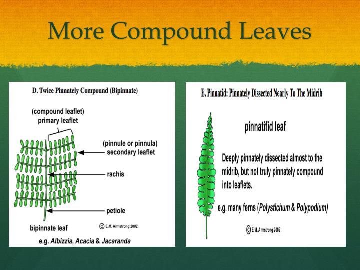 PPT - Leaf Morphology PowerPoint Presentation - ID:2033323
