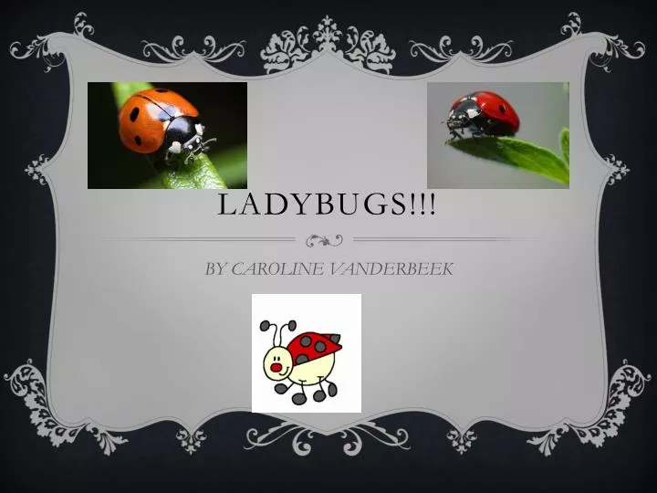 PPT - LADYBUGS!!! PowerPoint Presentation, free download - ID:2033342
