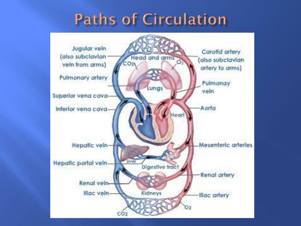 PPT - Circulatory System Provides O 2 and nutrients to all body cells ...