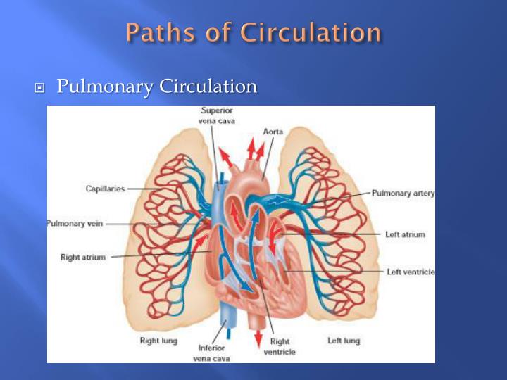 PPT - Circulatory System Provides O 2 and nutrients to all body cells ...