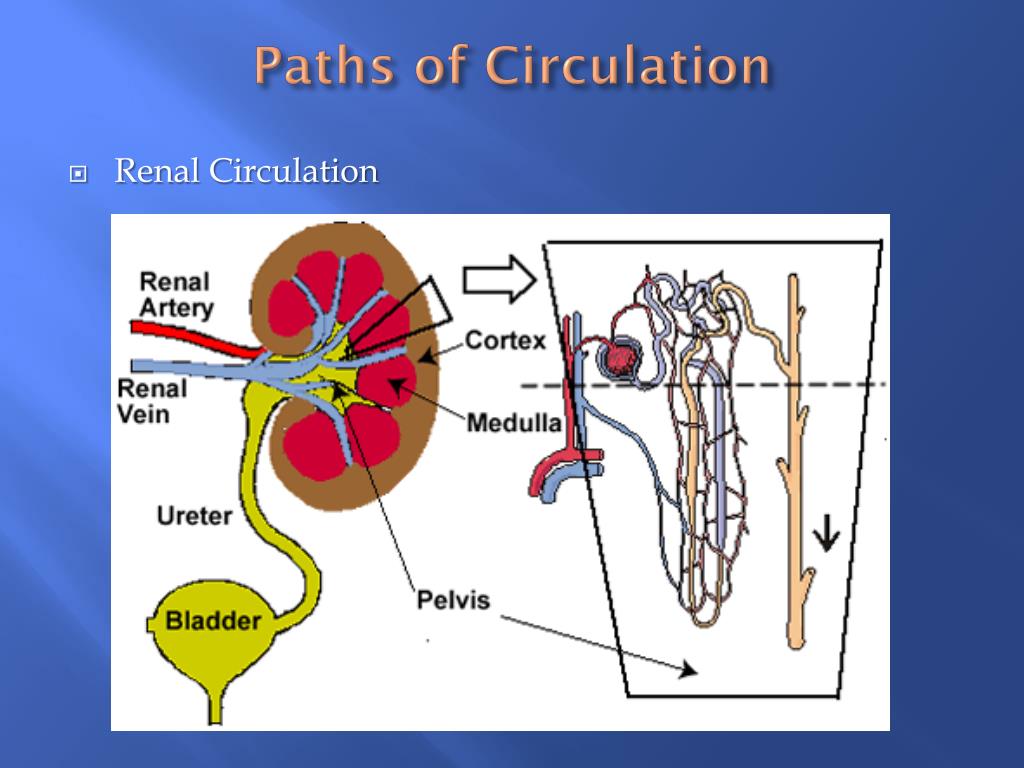 PPT - Circulatory System Provides O 2 and nutrients to all body cells ...
