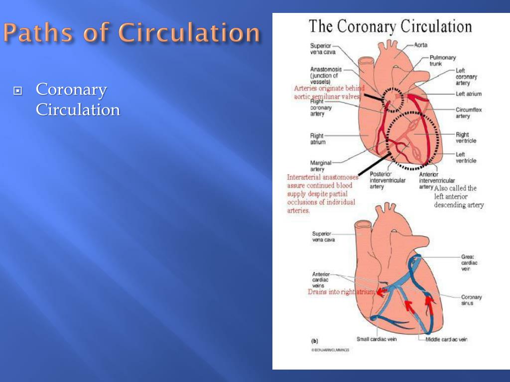 PPT - Circulatory System Provides O 2 and nutrients to all body cells ...