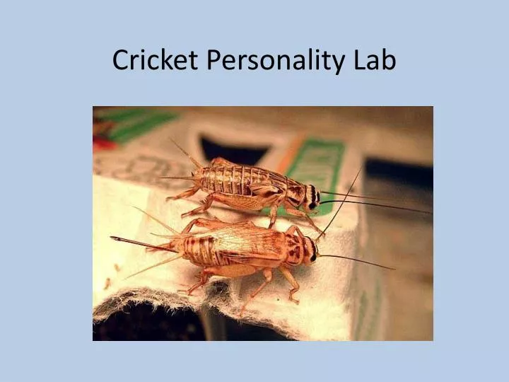 PPT - Cricket Personality Lab PowerPoint Presentation, free download ...