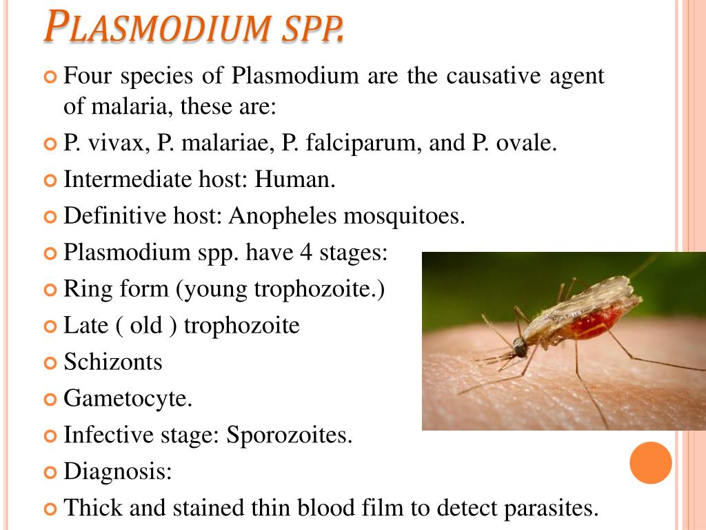 PPT - Medical Parasitology Lab. PowerPoint Presentation, free download - ID:2033844