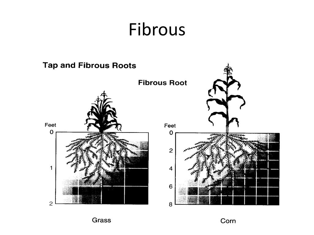 PPT - Anatomy and Physiology of Vegetable Plants PowerPoint ...
