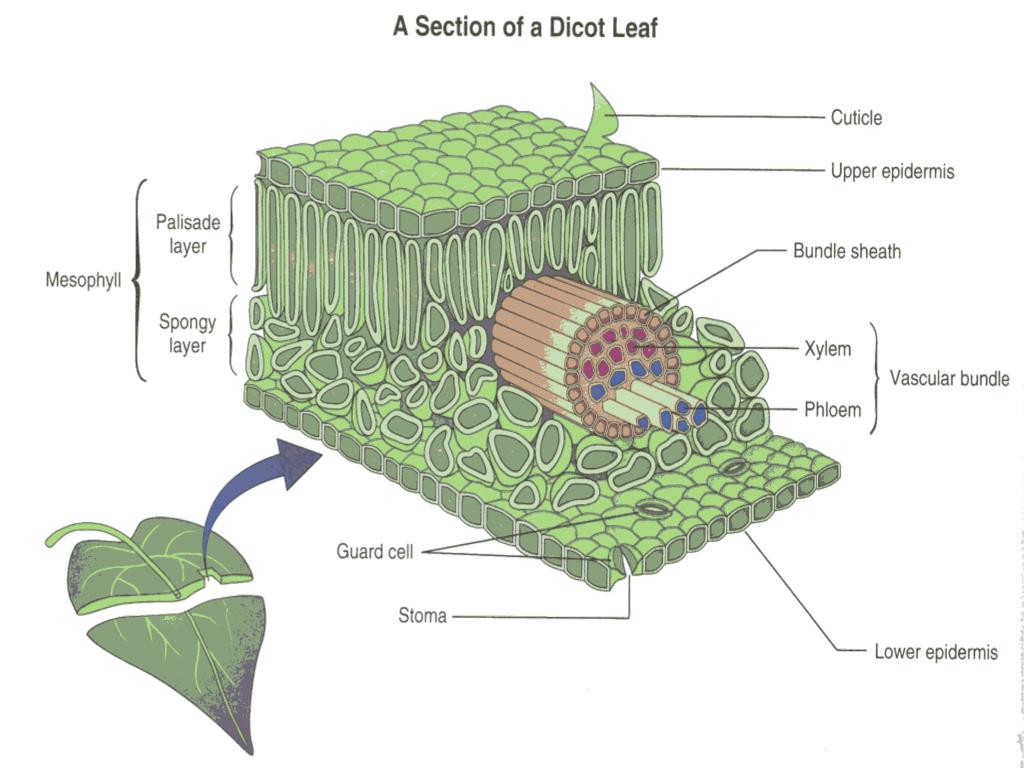 PPT - Anatomy and Physiology of Vegetable Plants PowerPoint ...