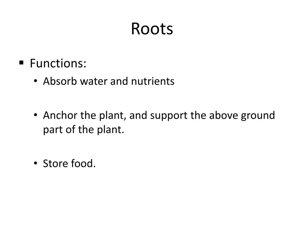 PPT - Anatomy and Physiology of Vegetable Plants PowerPoint ...