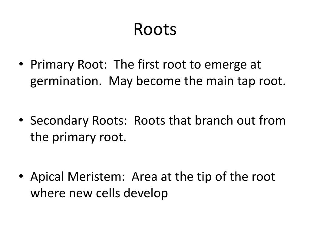 PPT - Anatomy and Physiology of Vegetable Plants PowerPoint ...