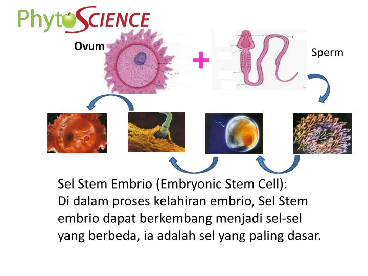 PPT - Apa itu Sel Stem? PowerPoint Presentation - ID:2033946