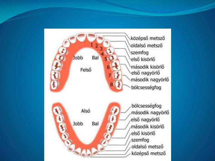 PPT - Az emberi test síkjai és irányai PowerPoint Presentation - ID:2034154