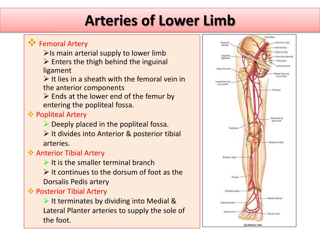 Vi The Arteries 6 The Arteries Of The Lower Extremity Vi The Arteries 6 The Arteries Of The Lower Extremity