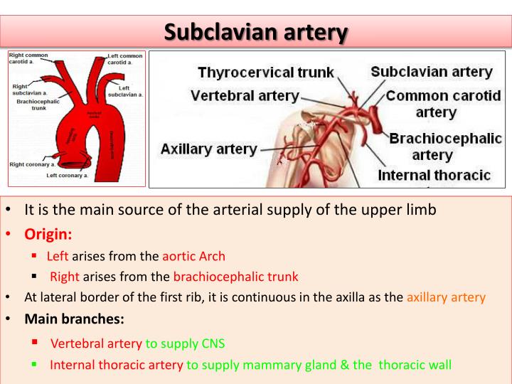 PPT - Major arteries of the body PowerPoint Presentation - ID:2034387