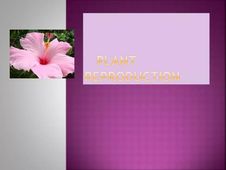 Ppt Plant Reproduction Powerpoint Presentation Free Download Id2034438