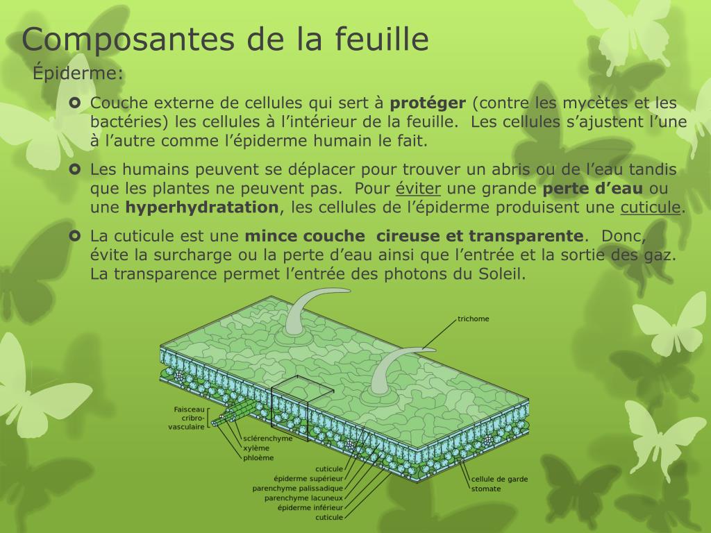 PPT - F onctions des plantes et Anatomie des plantes vasculaire ...