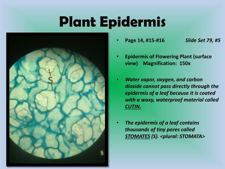PPT - Plant Stem PowerPoint Presentation - ID:2034612