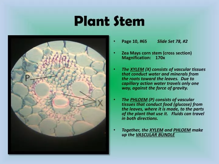 PPT - Plant Stem PowerPoint Presentation, free download - ID:2034612