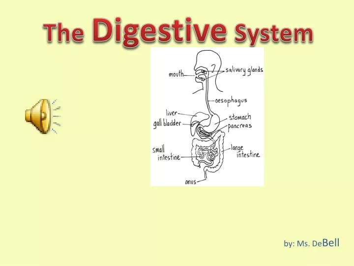 PPT - The Digestive System PowerPoint Presentation, free download - ID ...