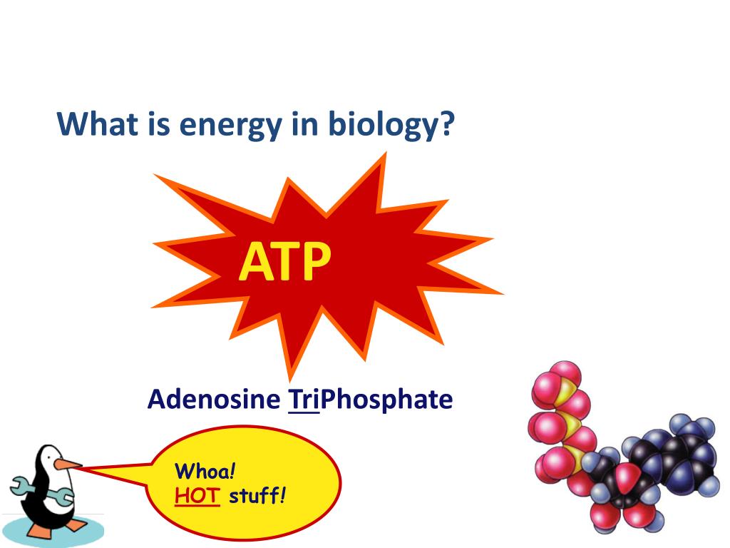 PPT - Cellular Respiration Harvesting Chemical Energy PowerPoint ...