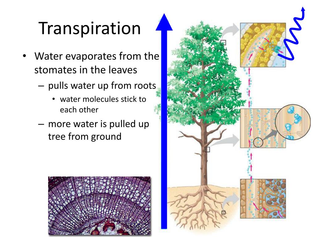 PPT - Cellular Respiration Harvesting Chemical Energy PowerPoint ...