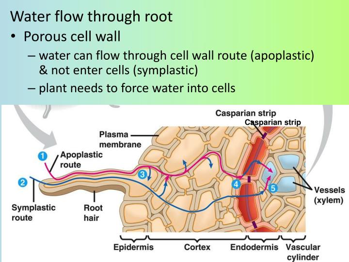 PPT - Transport in Plants (Ch. 36) PowerPoint Presentation - ID:2034724
