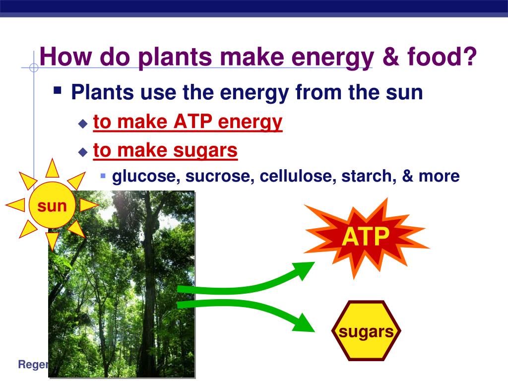 PPT - Photosynthesis: Life from Light and Air PowerPoint Presentation ...