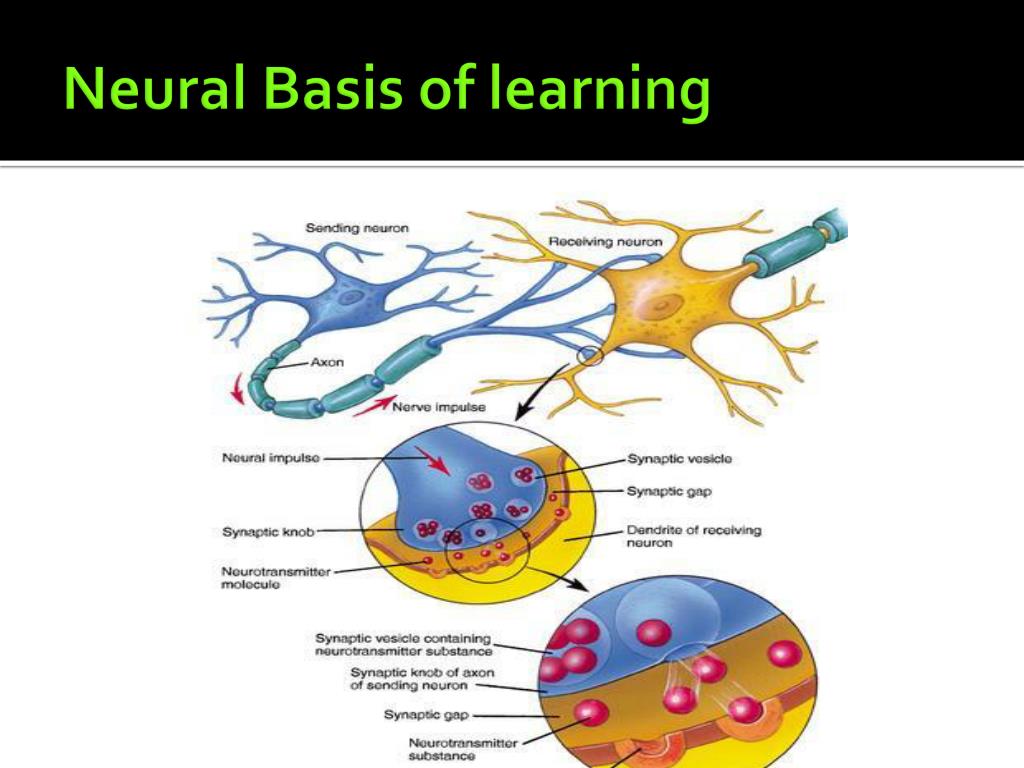 PPT - The Neural Mechanisms of Learning PowerPoint Presentation, free ... PPT - The Neural Mechanisms of Learning PowerPoint Presentation, free ...