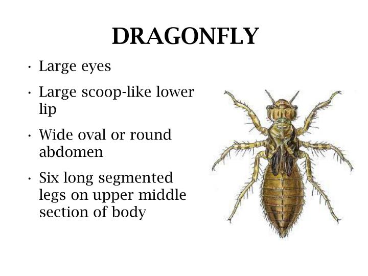 PPT - Macroinvertebrate Mayhem! PowerPoint Presentation - ID:2034815