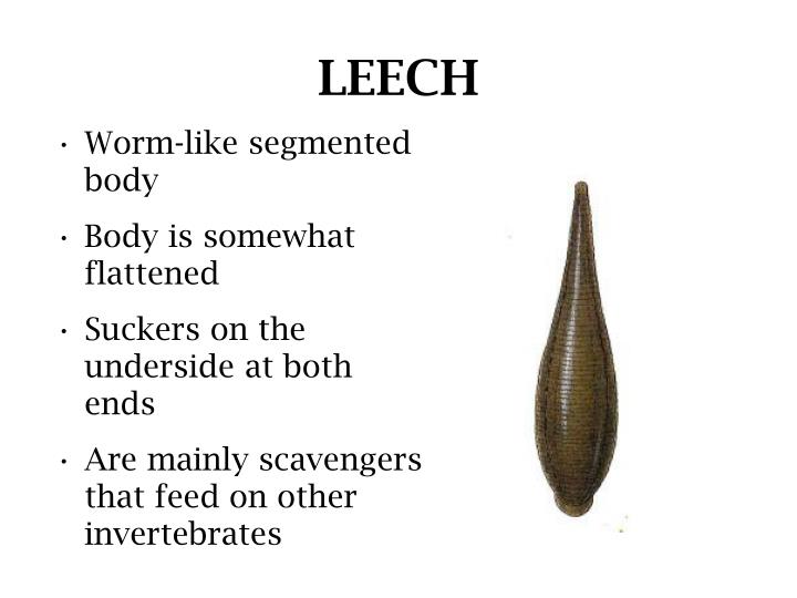 PPT - Macroinvertebrate Mayhem! PowerPoint Presentation - ID:2034815
