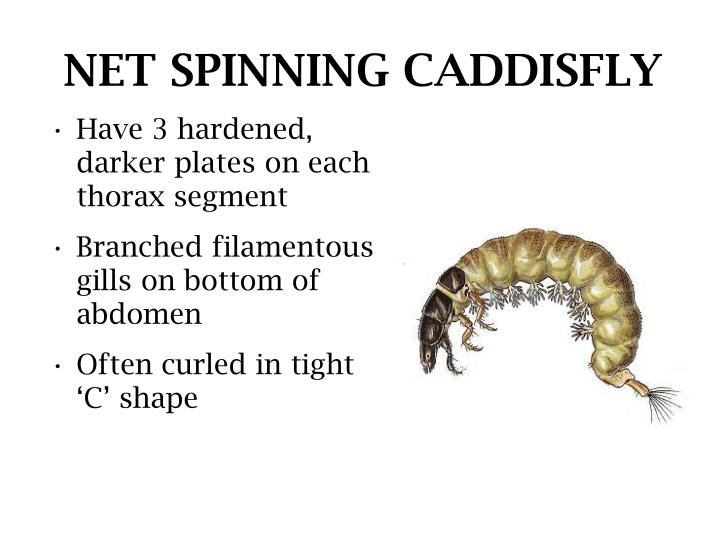 PPT - Macroinvertebrate Mayhem! PowerPoint Presentation - ID:2034815