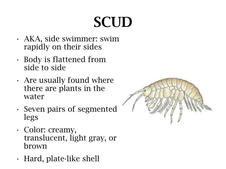 PPT - Macroinvertebrate Mayhem! PowerPoint Presentation - ID:2034815