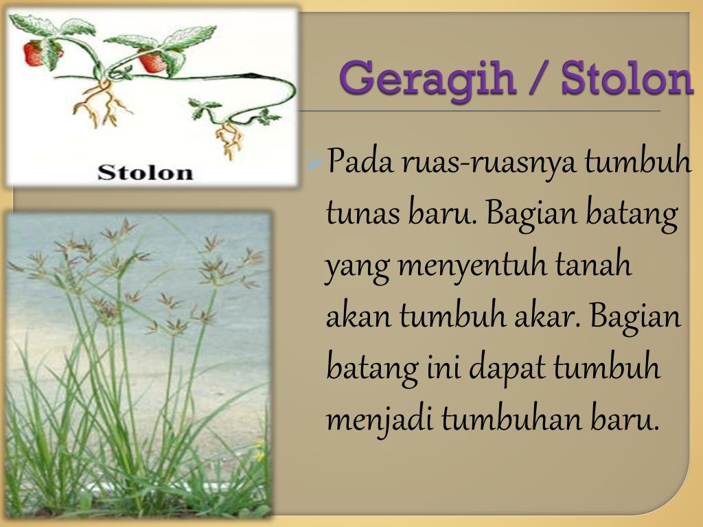 PPT - Perkembangbiakan Tumbuha n PowerPoint Presentation, free download ...