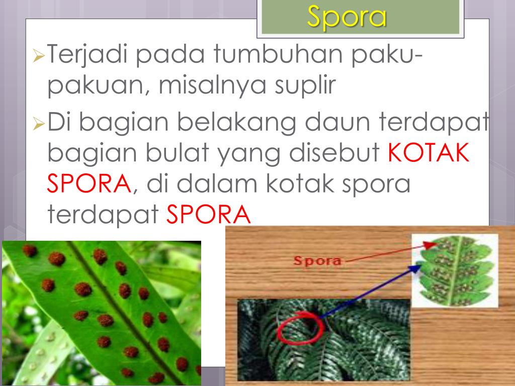 PPT - Perkembangbiakan Tumbuha n PowerPoint Presentation, free download ...