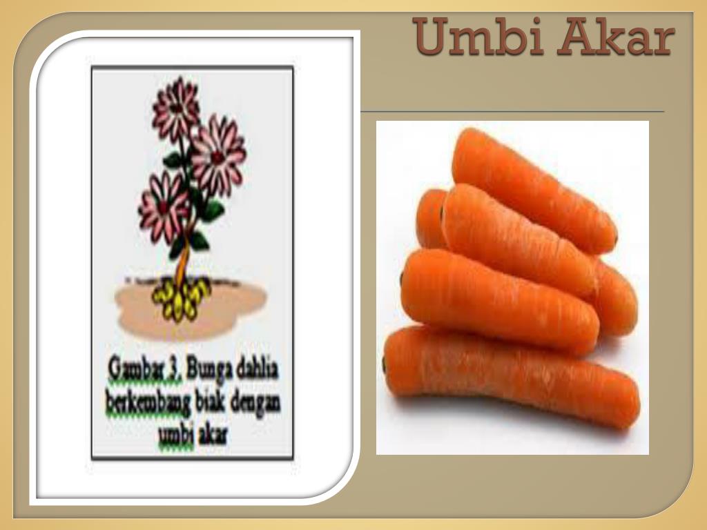 PPT - Perkembangbiakan Tumbuha n PowerPoint Presentation, free download ...