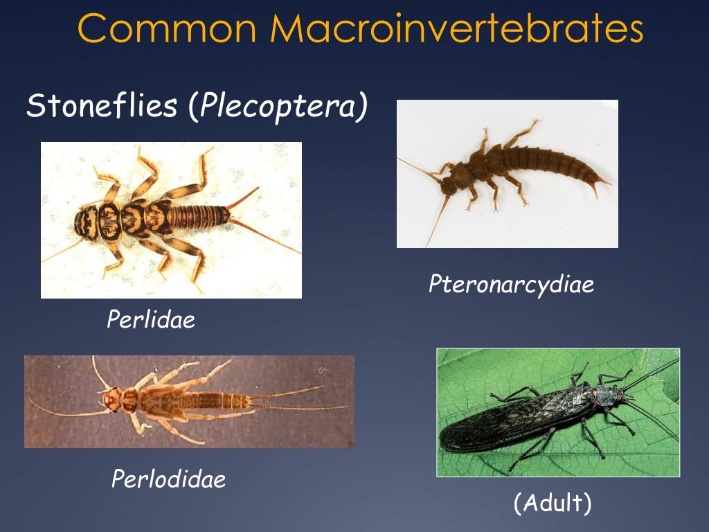 PPT - Biology & Ecology of SE MN Karst Region Streams Macroinvertebrate ...
