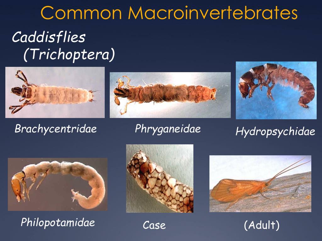 PPT - Biology & Ecology of SE MN Karst Region Streams Macroinvertebrate ...